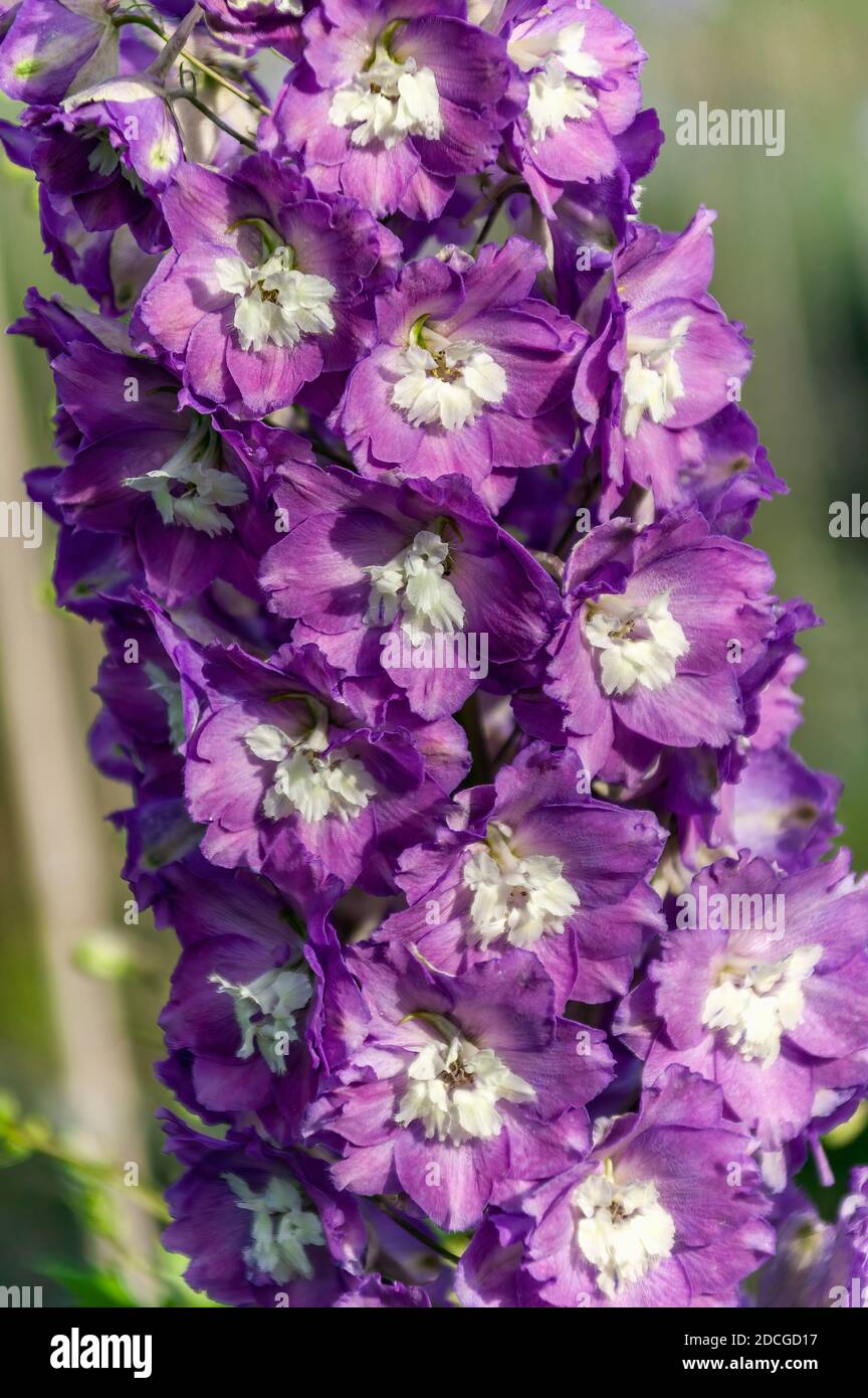 Delphinium elatum 'Ruby Tuesday' a purple herbaceous spring summer ...