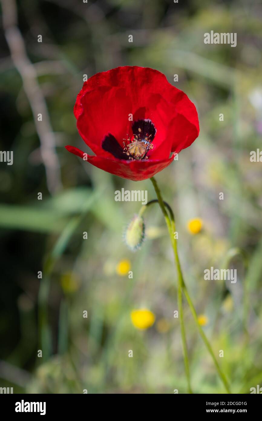 Common poppy (Papaver rhoeas) flower in green field Stock Photo - Alamy