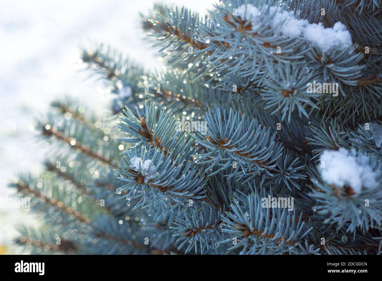blue spruce in shining drops of rain and snow in the sun Stock Photo ...