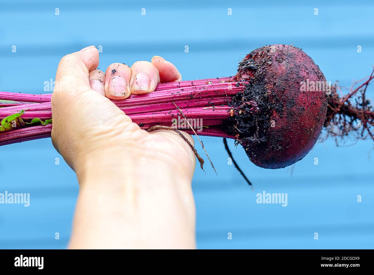 Fresh beets in a woman's outstretched hand Stock Photo - Alamy