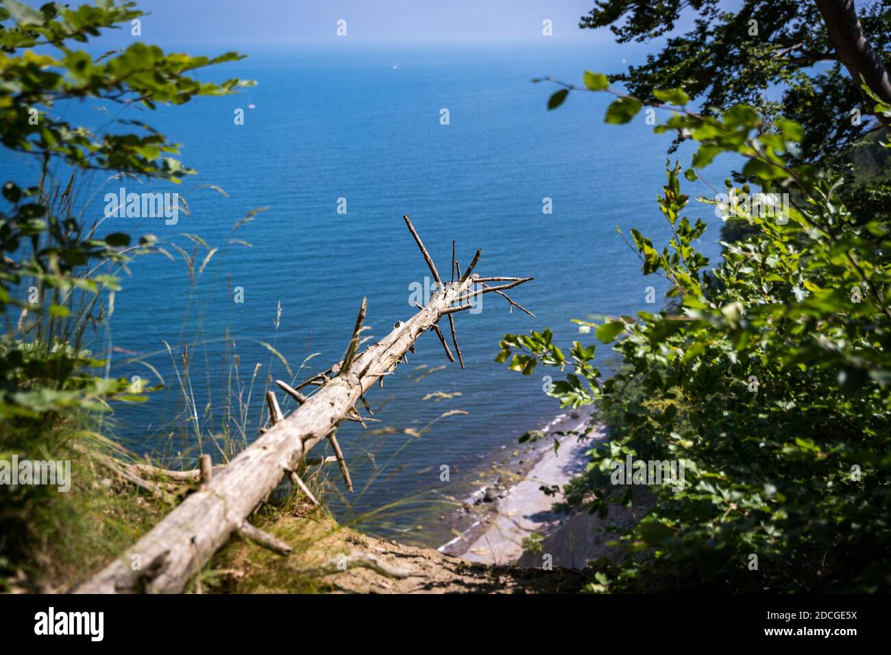fallen tree on the water Stock Photo - Alamy