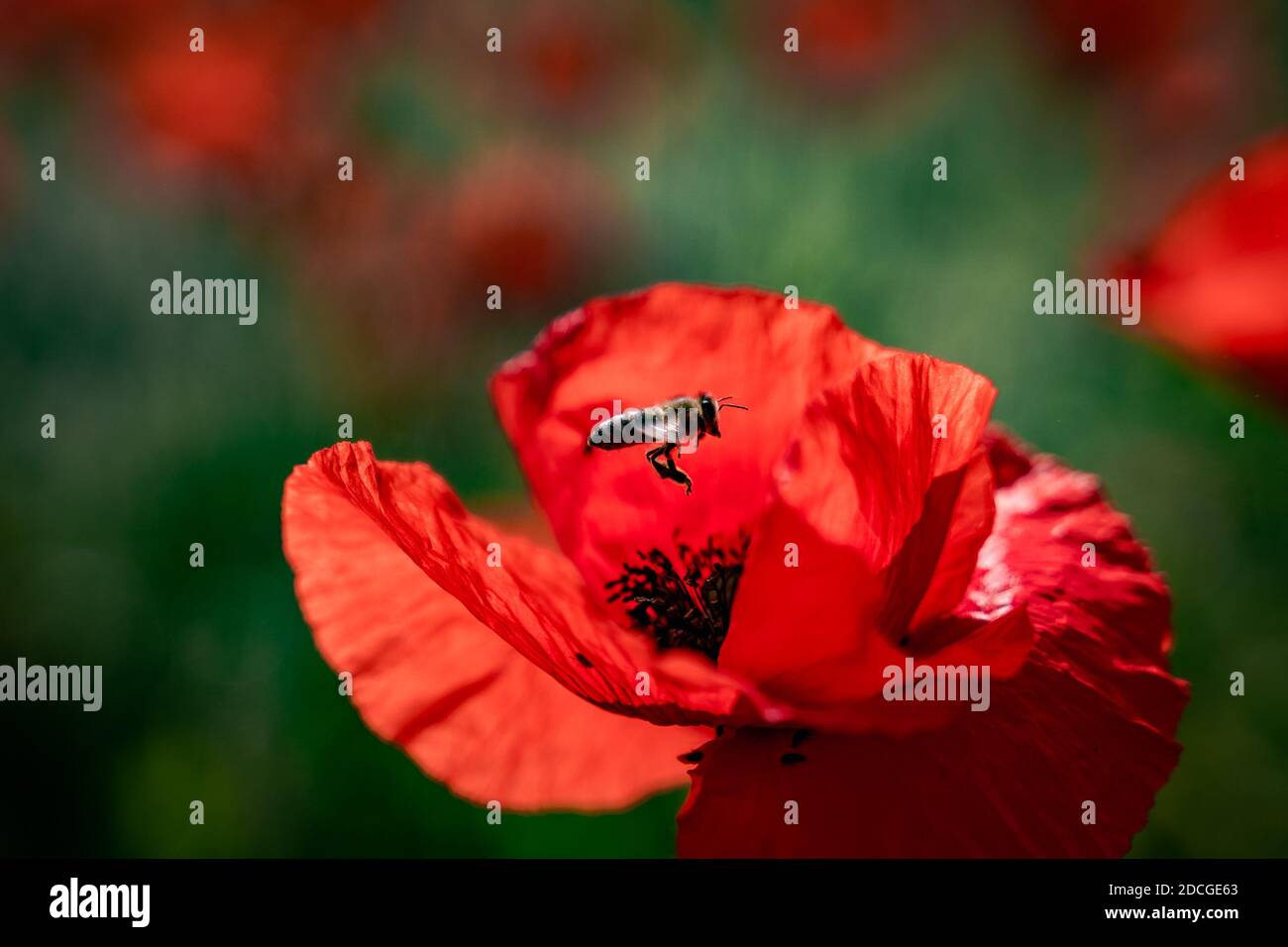 Flying over battlefield hi-res stock photography and images - Alamy
