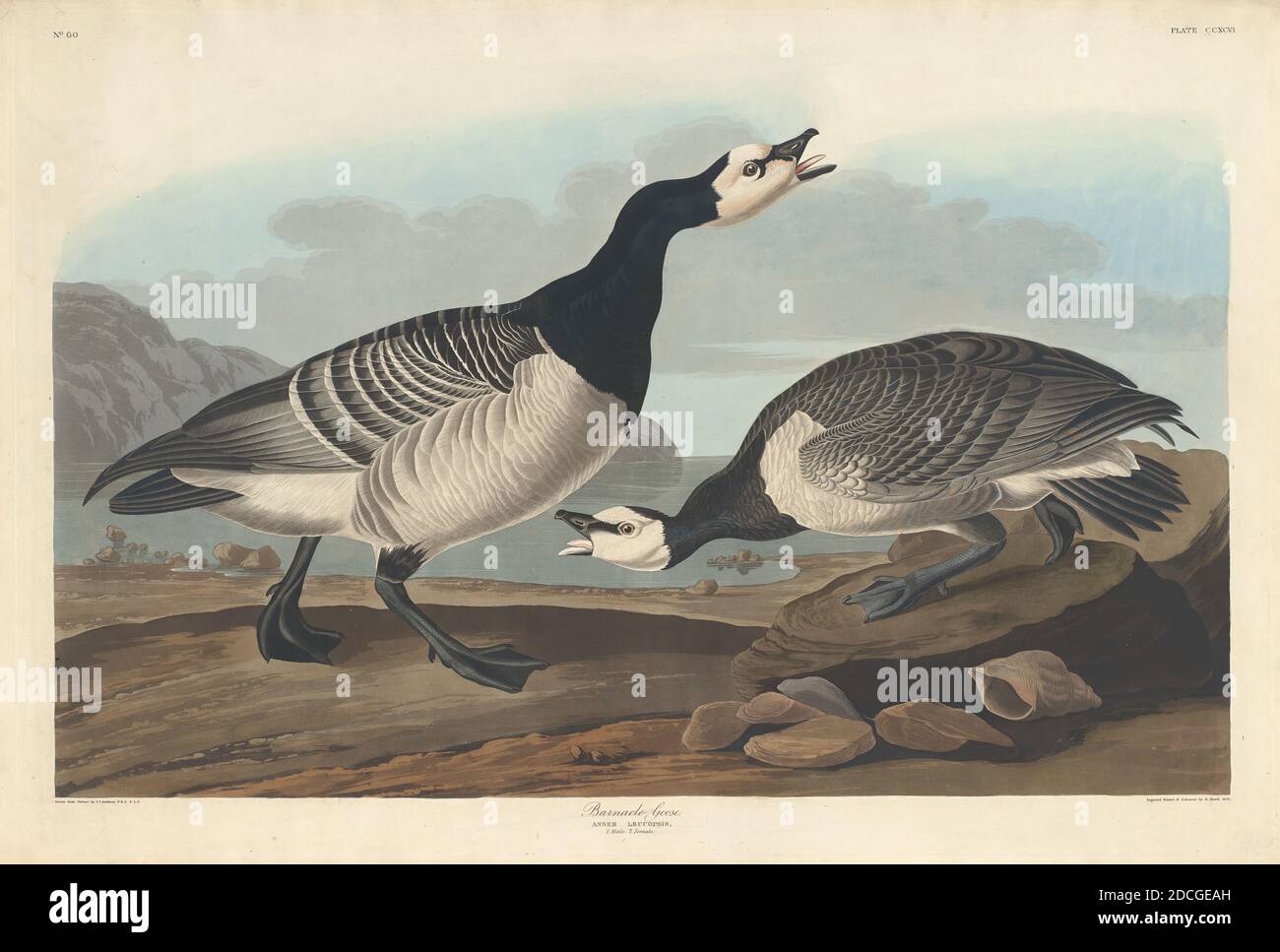 Robert Havell, Jr., (artist), American, born England, 1793 - 1878, John ...