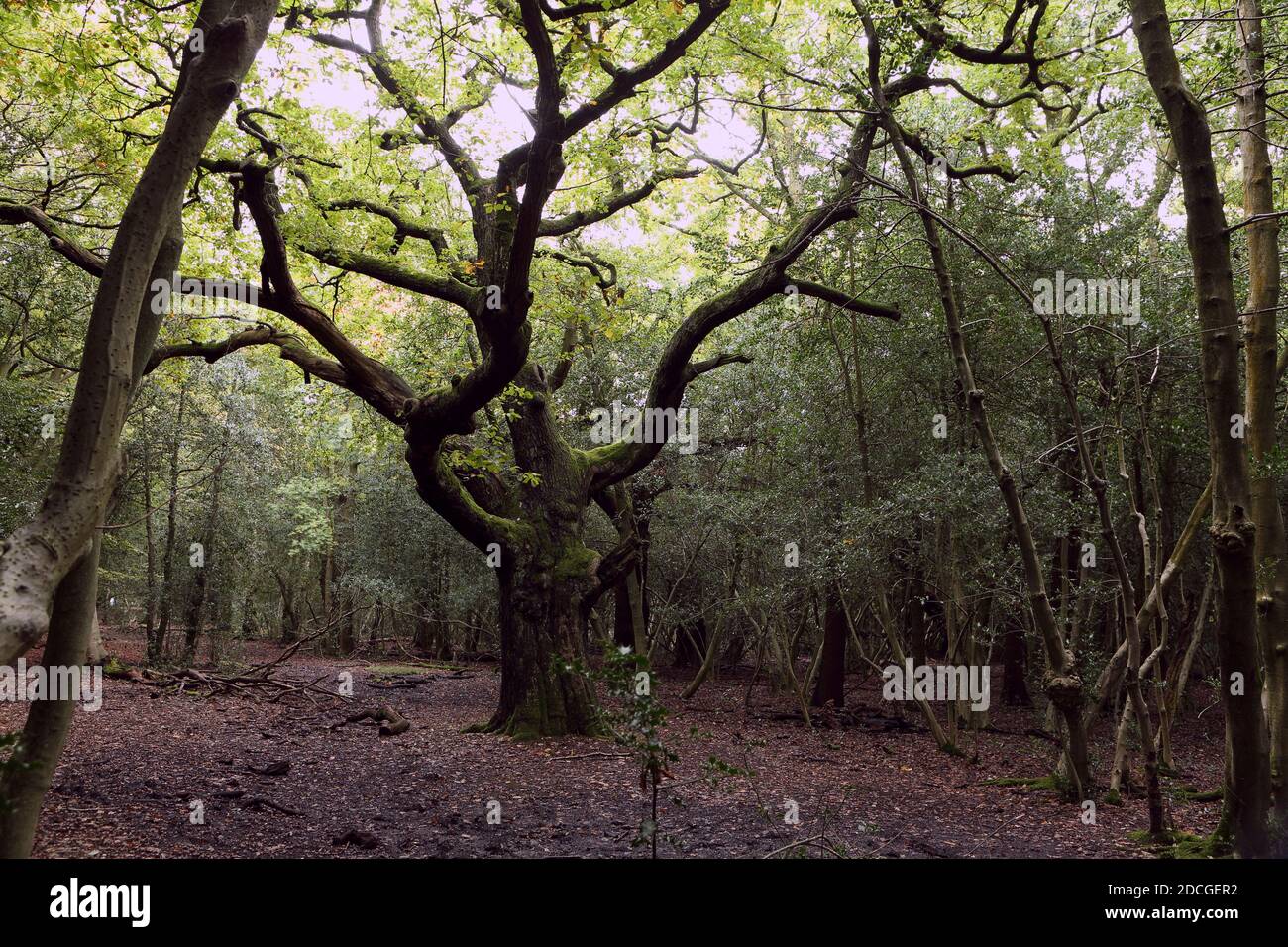 Old Masters' Slope Stock Photo - Alamy