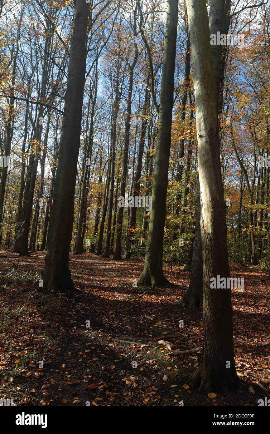 The Straight way Stock Photo - Alamy