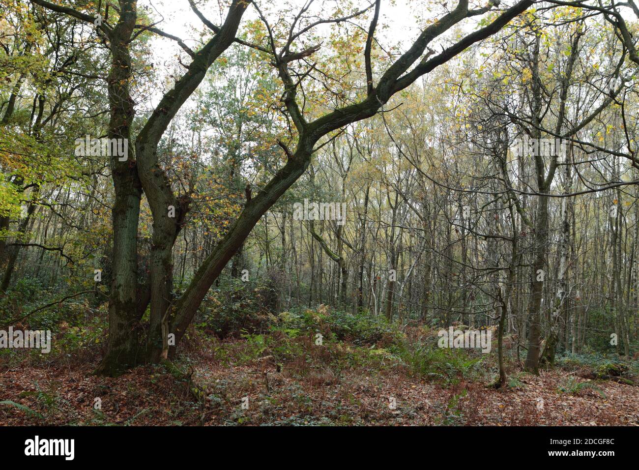 Bowed trees hi-res stock photography and images - Alamy
