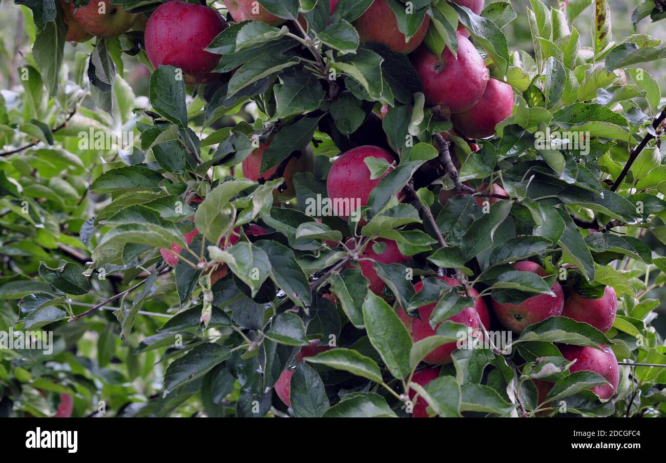 apple tree with fresh fruits hanging, healthy and natural food Stock ...