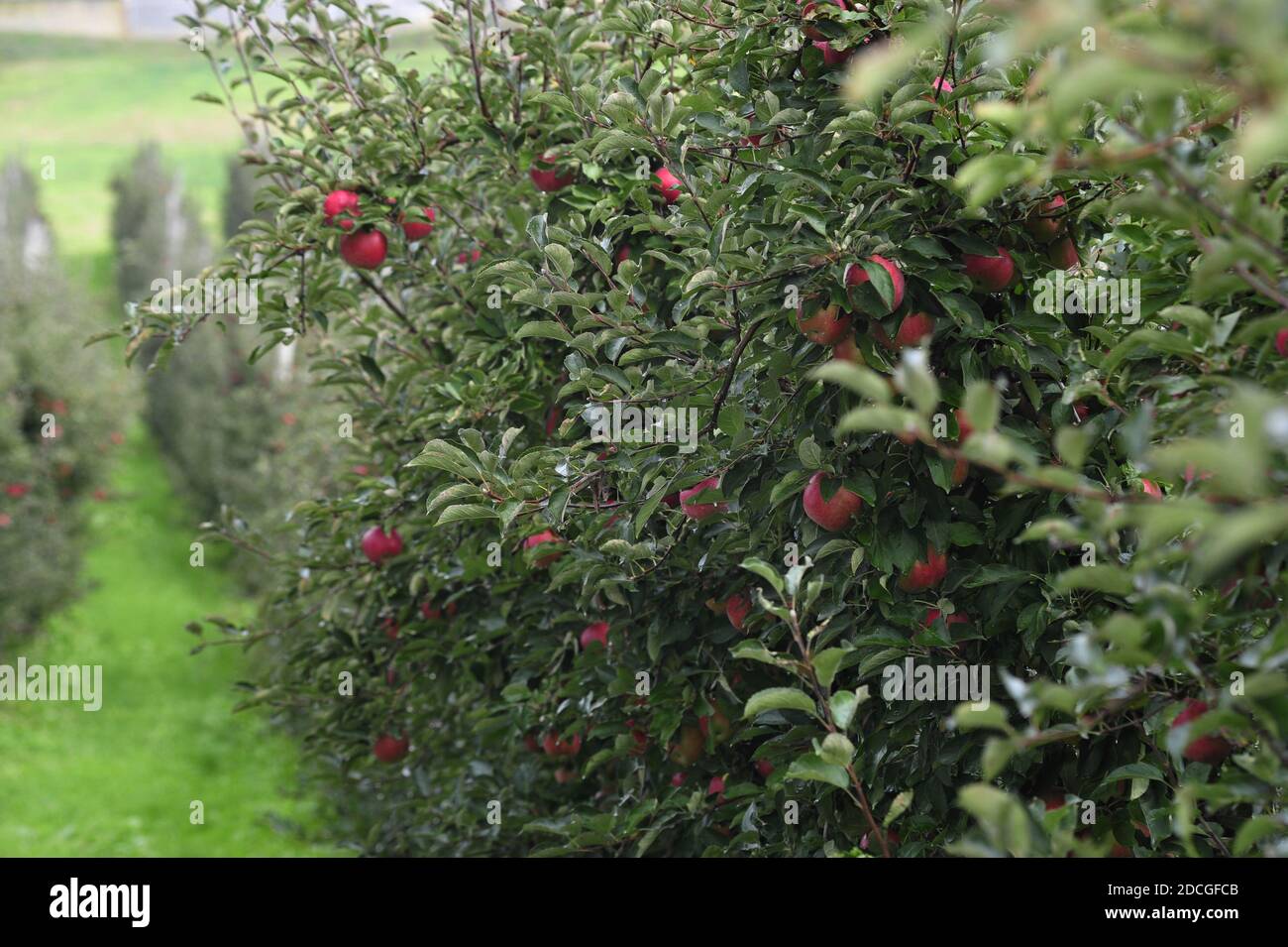 apple tree with fresh fruits hanging, healthy and natural food Stock ...