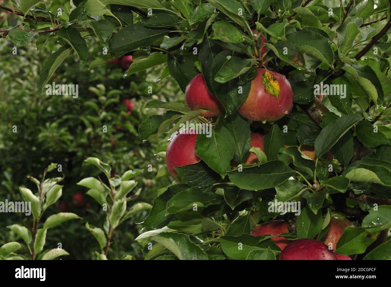 apple tree with fresh fruits hanging, healthy and natural food Stock ...