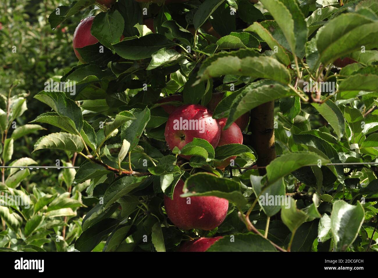 apple tree with fresh fruits hanging, healthy and natural food Stock ...