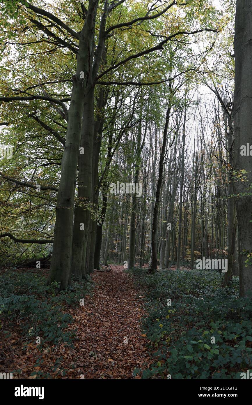 Walk my Way Stock Photo - Alamy