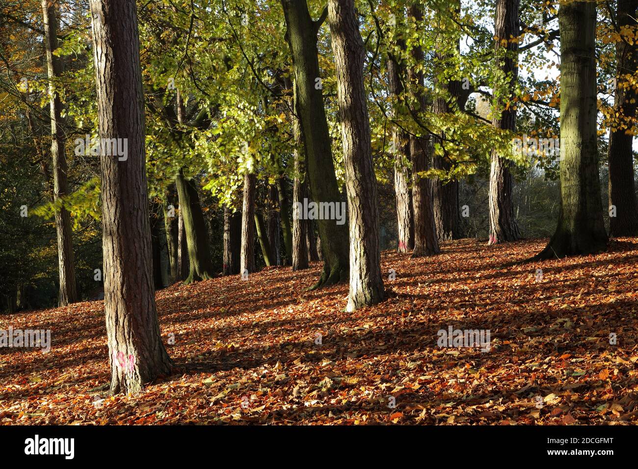 Early One Morning Stock Photo - Alamy