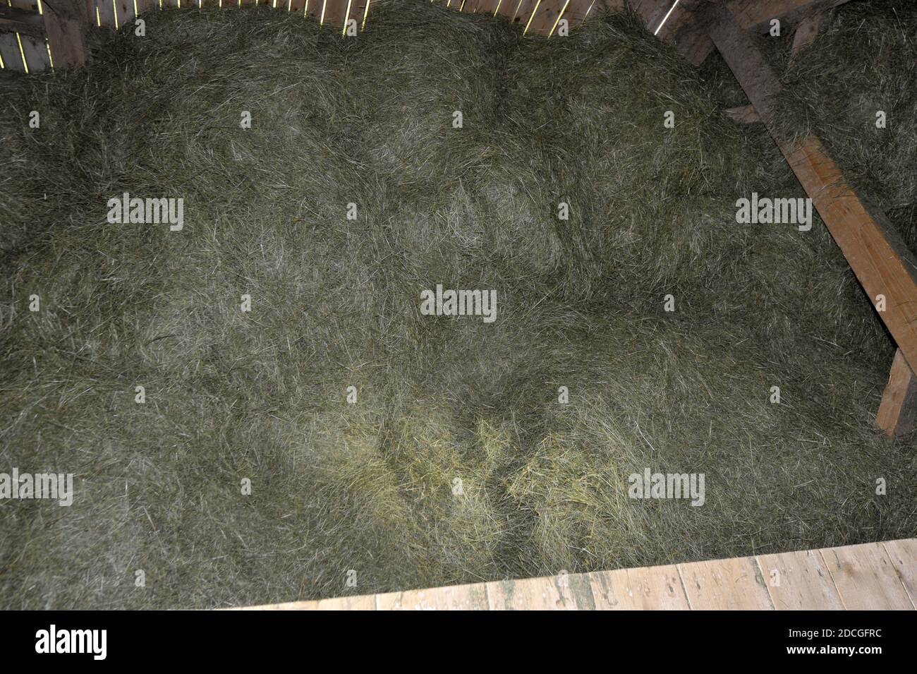 pile of green forage on the threshing floor of a farm Stock Photo - Alamy