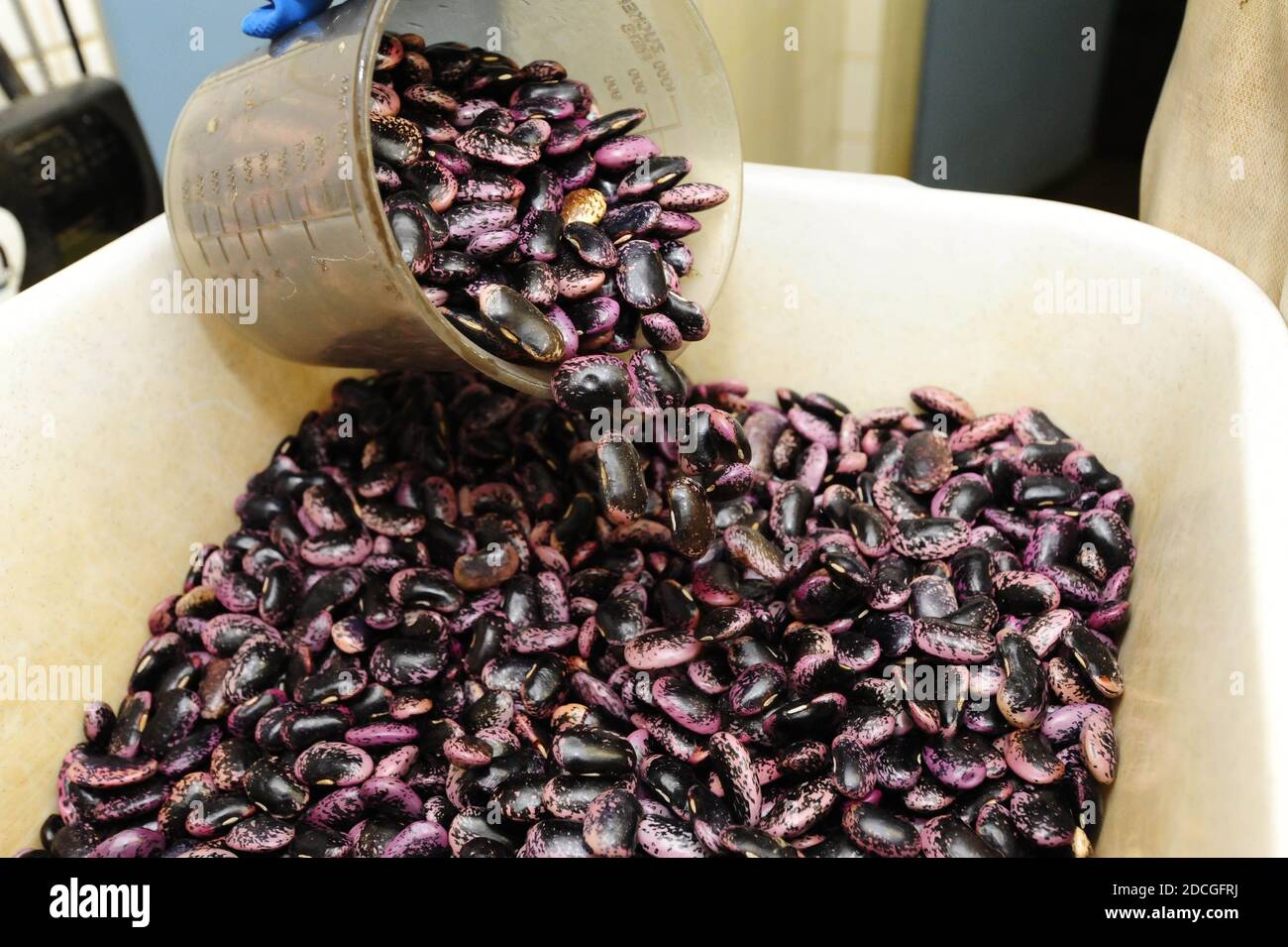 pouring raw runner beans in a big bowl before cooking Stock Photo - Alamy