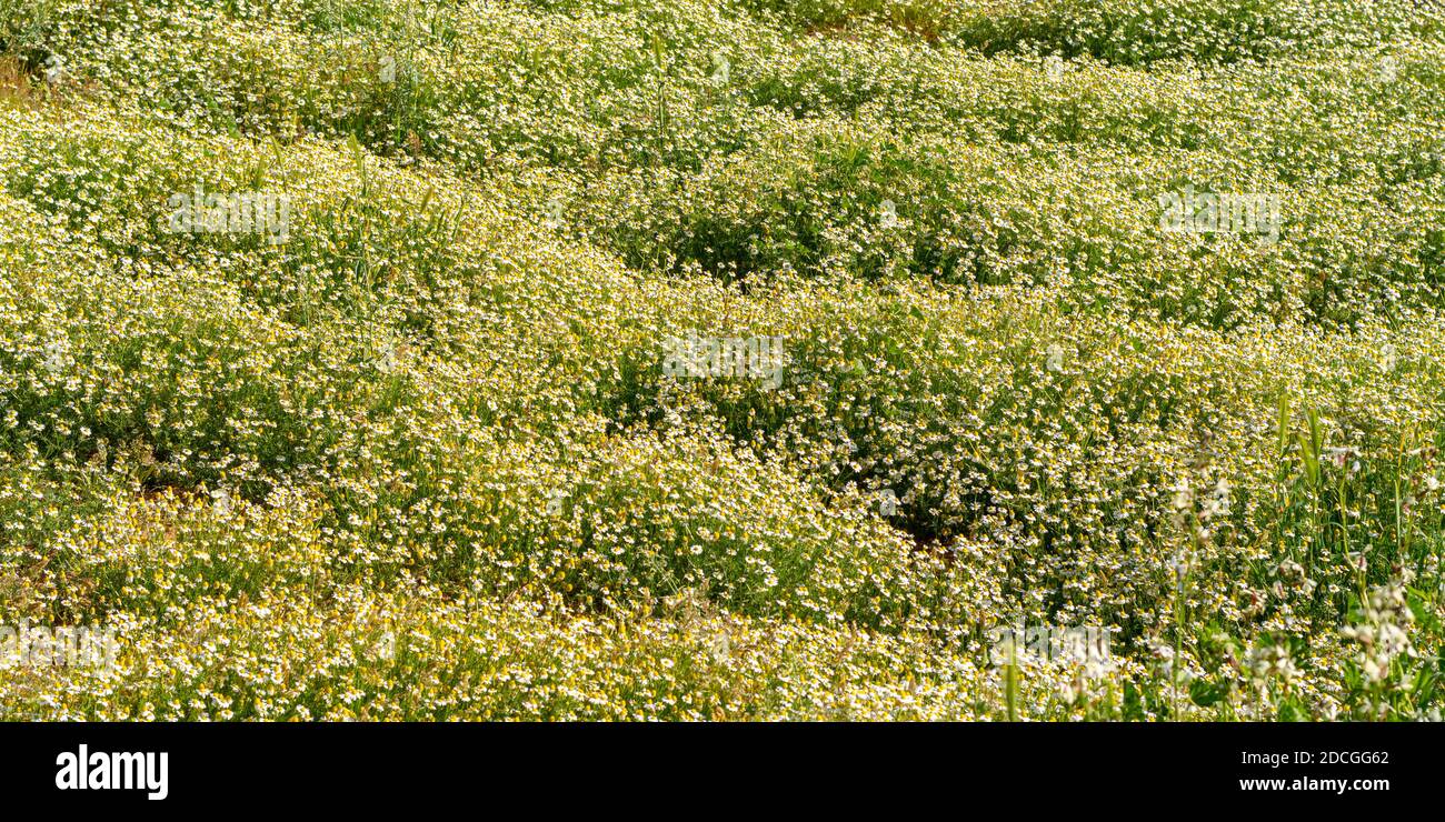 Chamomile (camomile) field with blooming flowers panorma Stock Photo ...