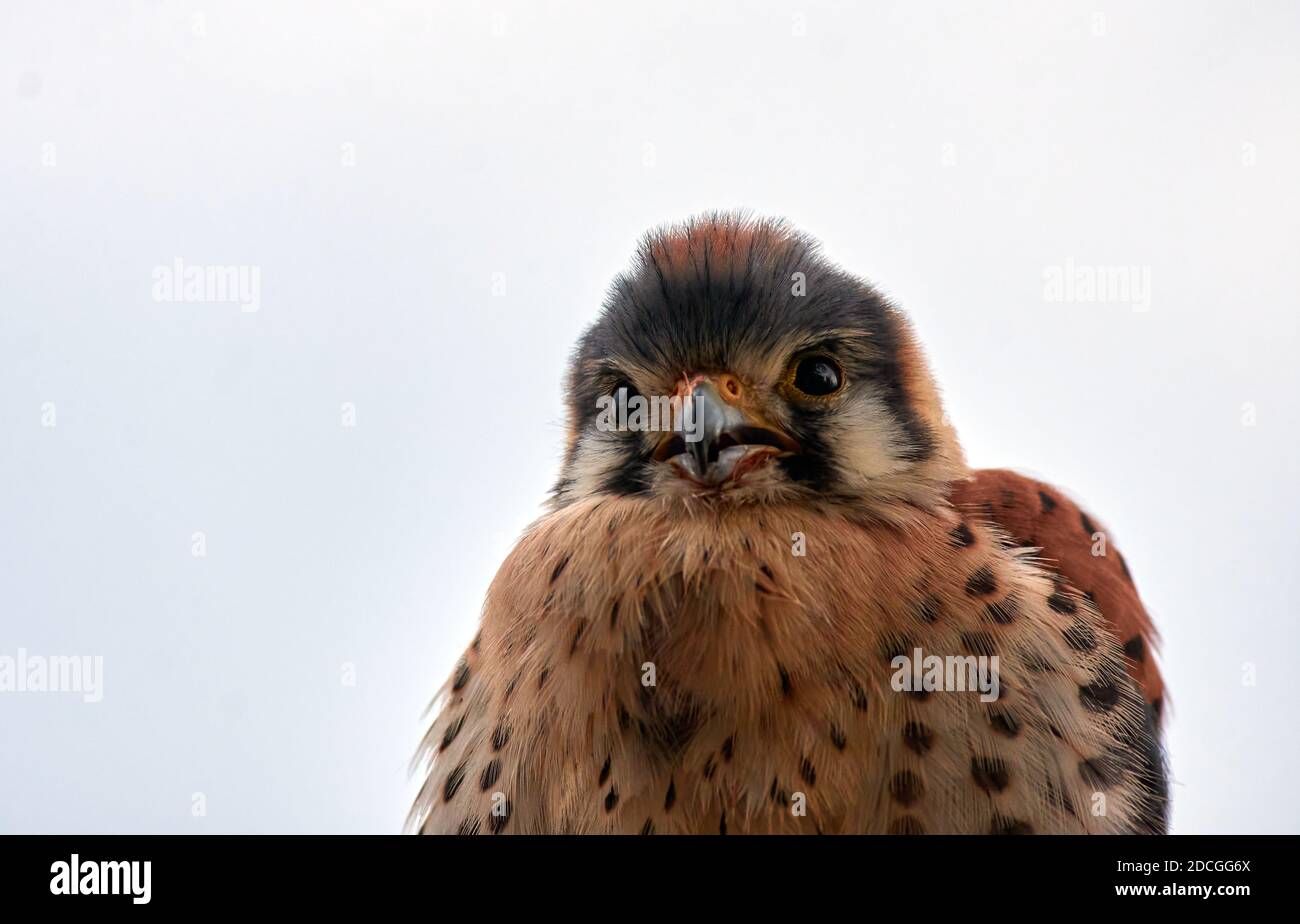 Eye focus bird hi-res stock photography and images - Alamy