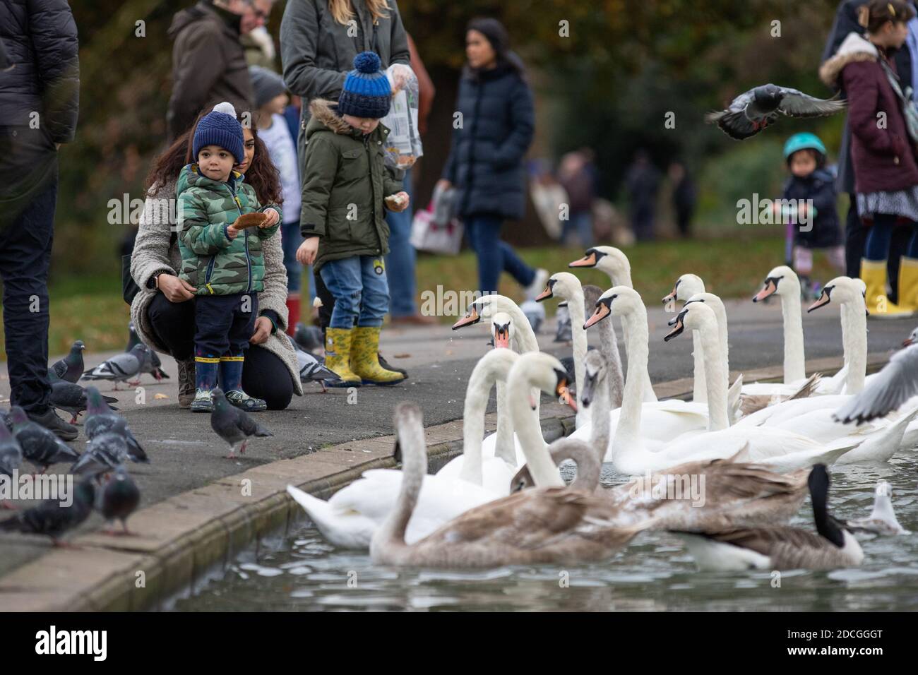 Children feeding swans hi-res stock photography and images - Alamy