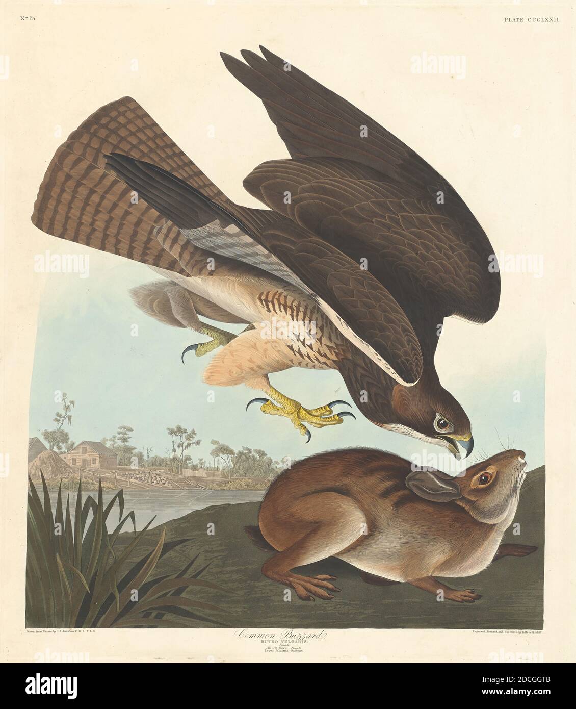 American buzzard hi-res stock photography and images - Alamy