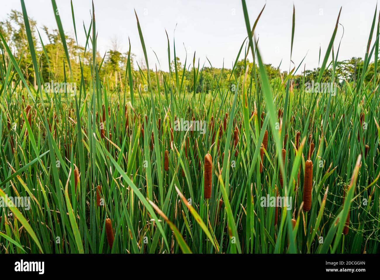 Cattails hi-res stock photography and images - Alamy