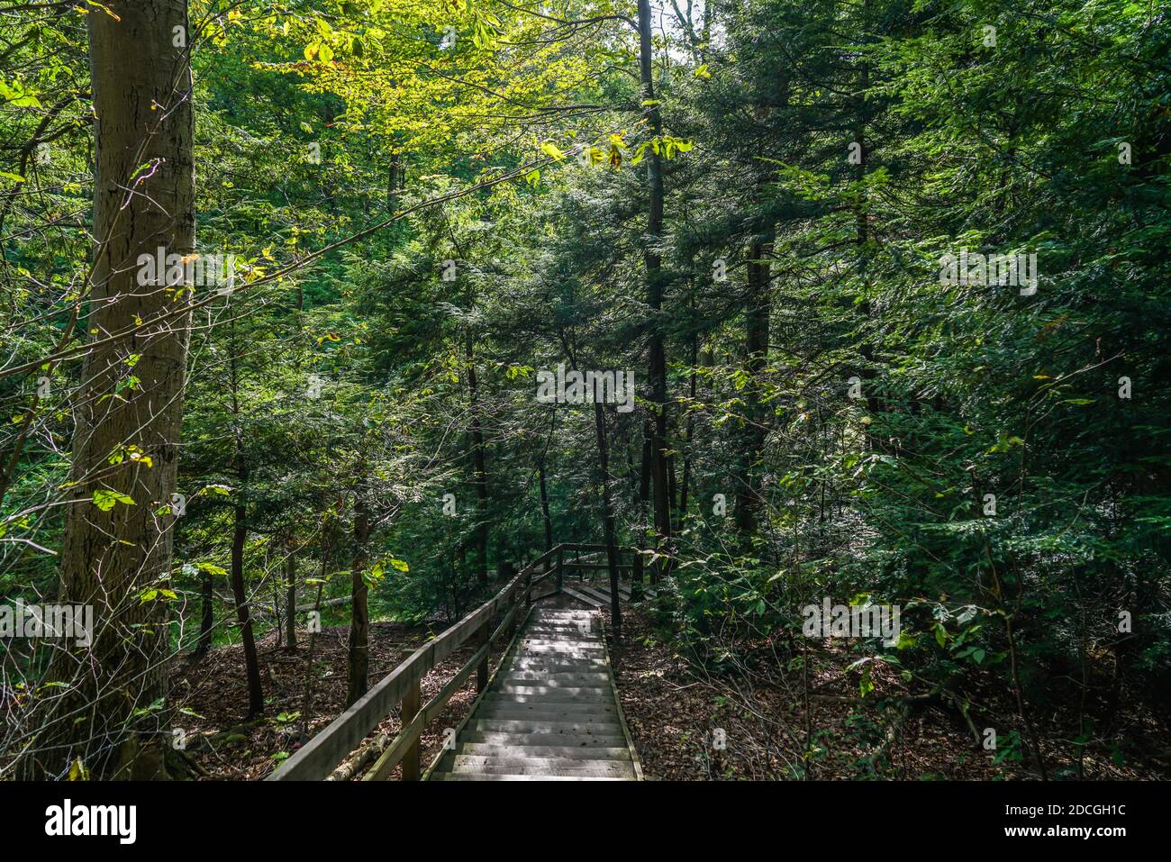 This is Hell Hollow Wilderness Area in the isolated forests of Lake ...