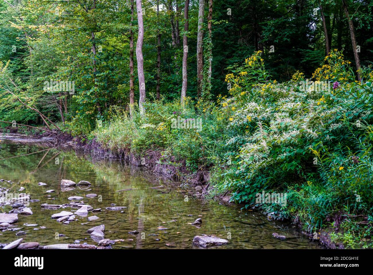 This is Hell Hollow Wilderness Area in the isolated forests of Lake ...