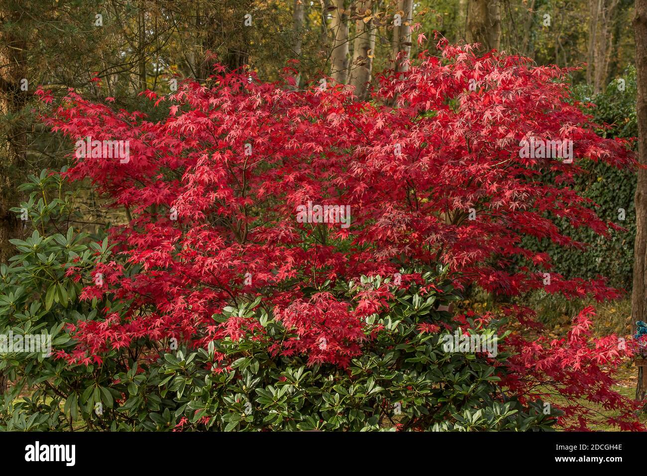 Acer palmatum 'Osakazuki' Tree Stock Photo - Alamy