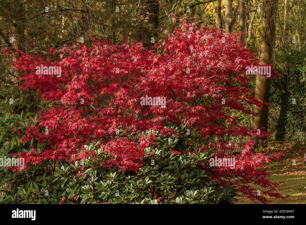 Acer palmatum 'Osakazuki' Tree Stock Photo - Alamy