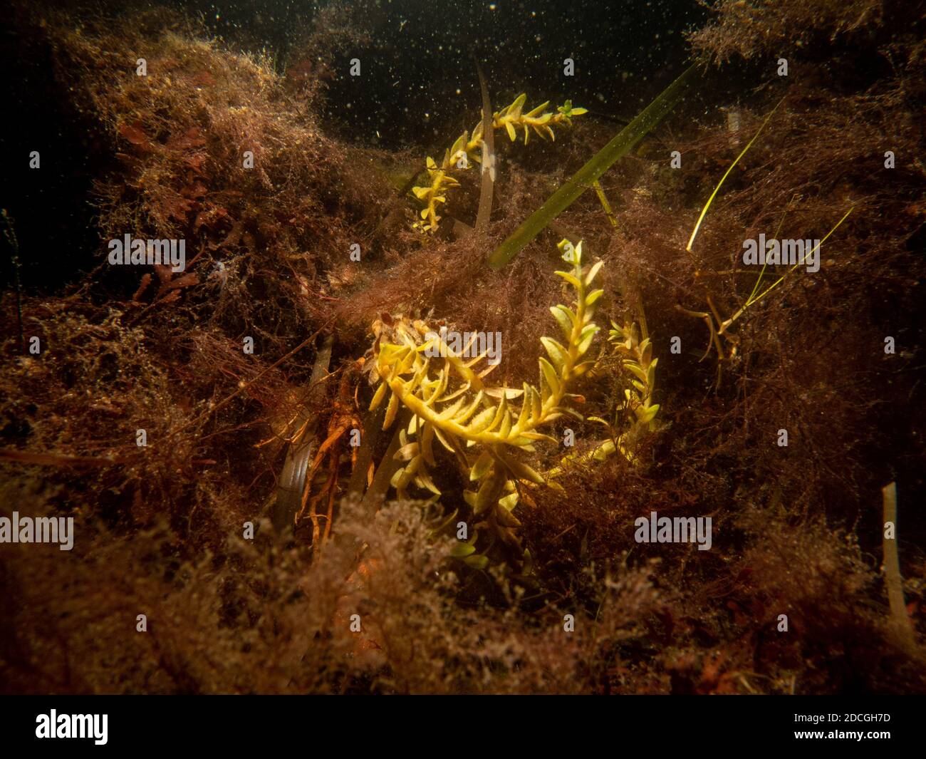 Cut weed hi-res stock photography and images - Alamy