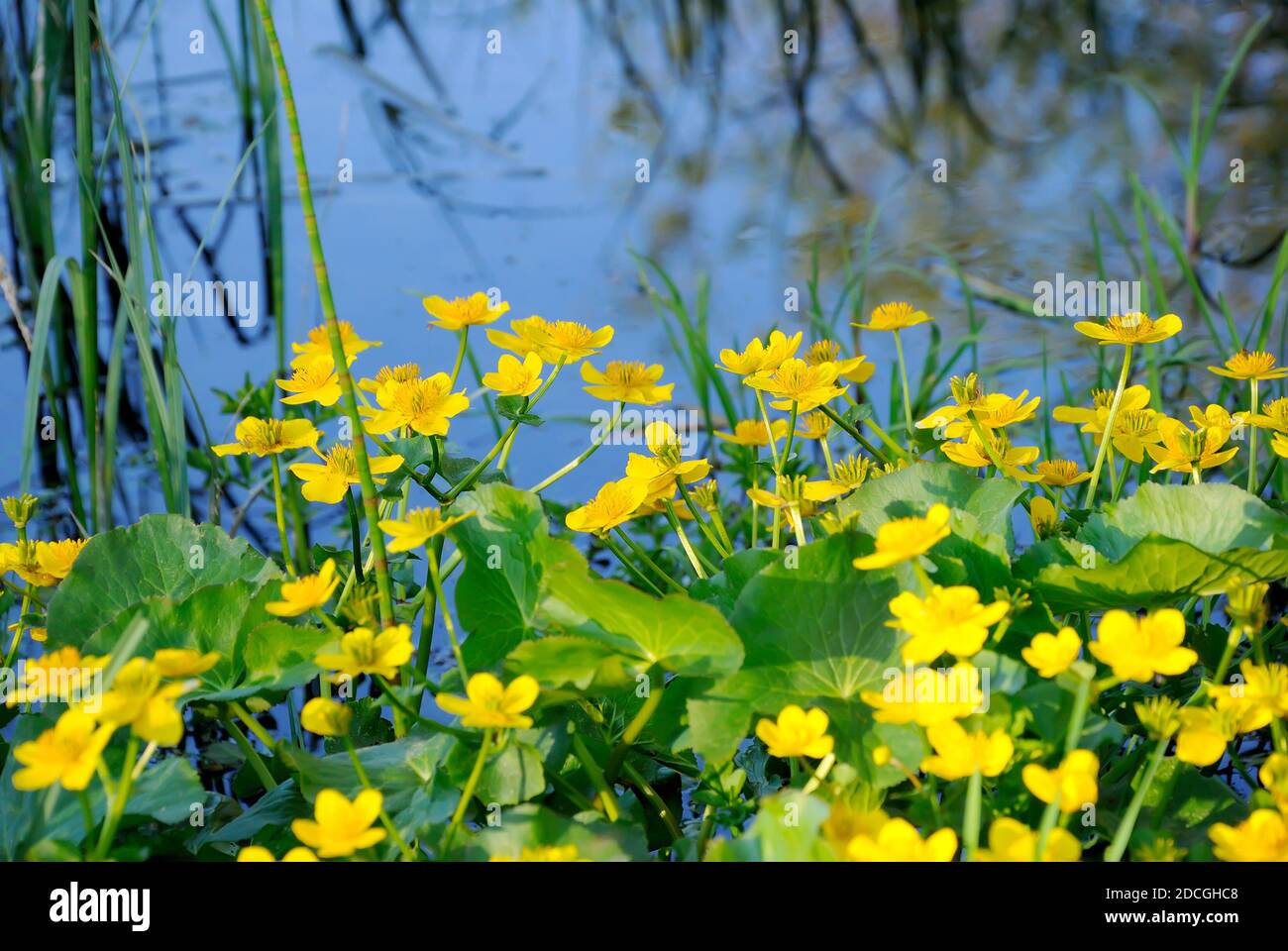 Marsh Marigold (Caltha palustris) flowers Stock Photo - Alamy