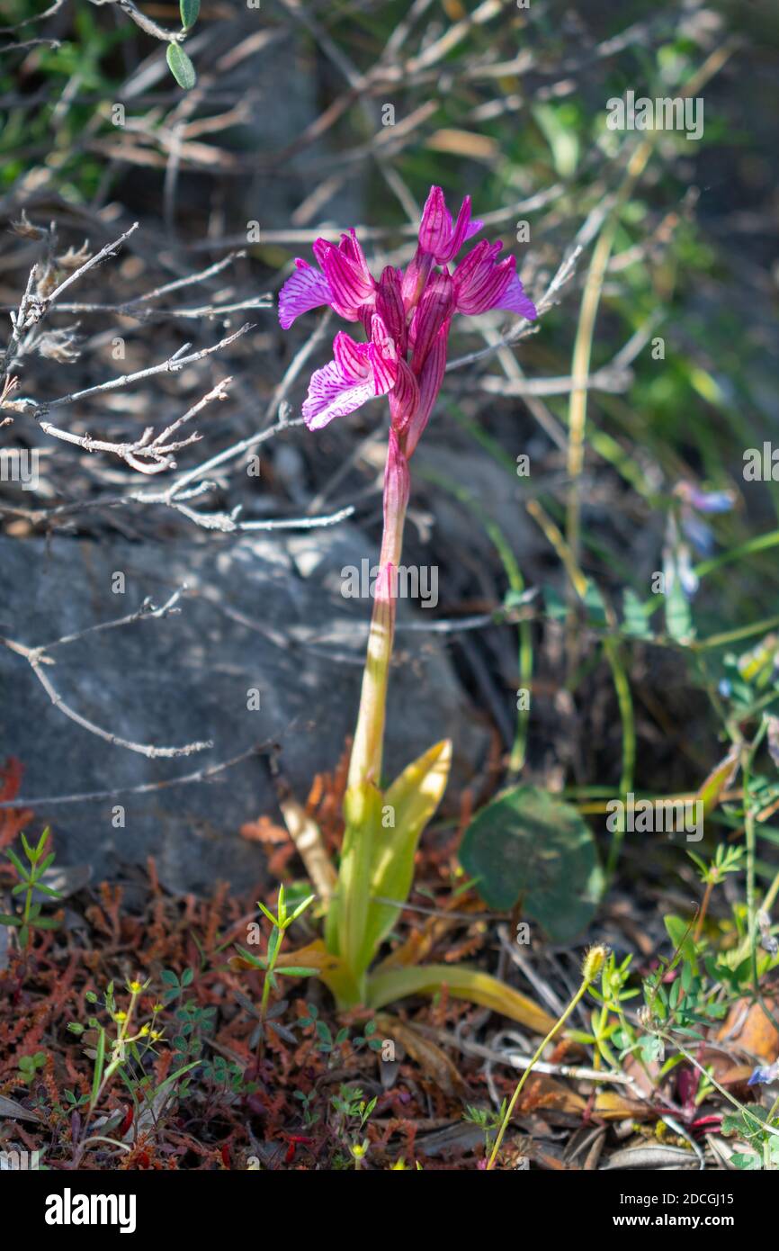 Orchis papilionacea (pink butterfly orchid) wildflower in natural ...