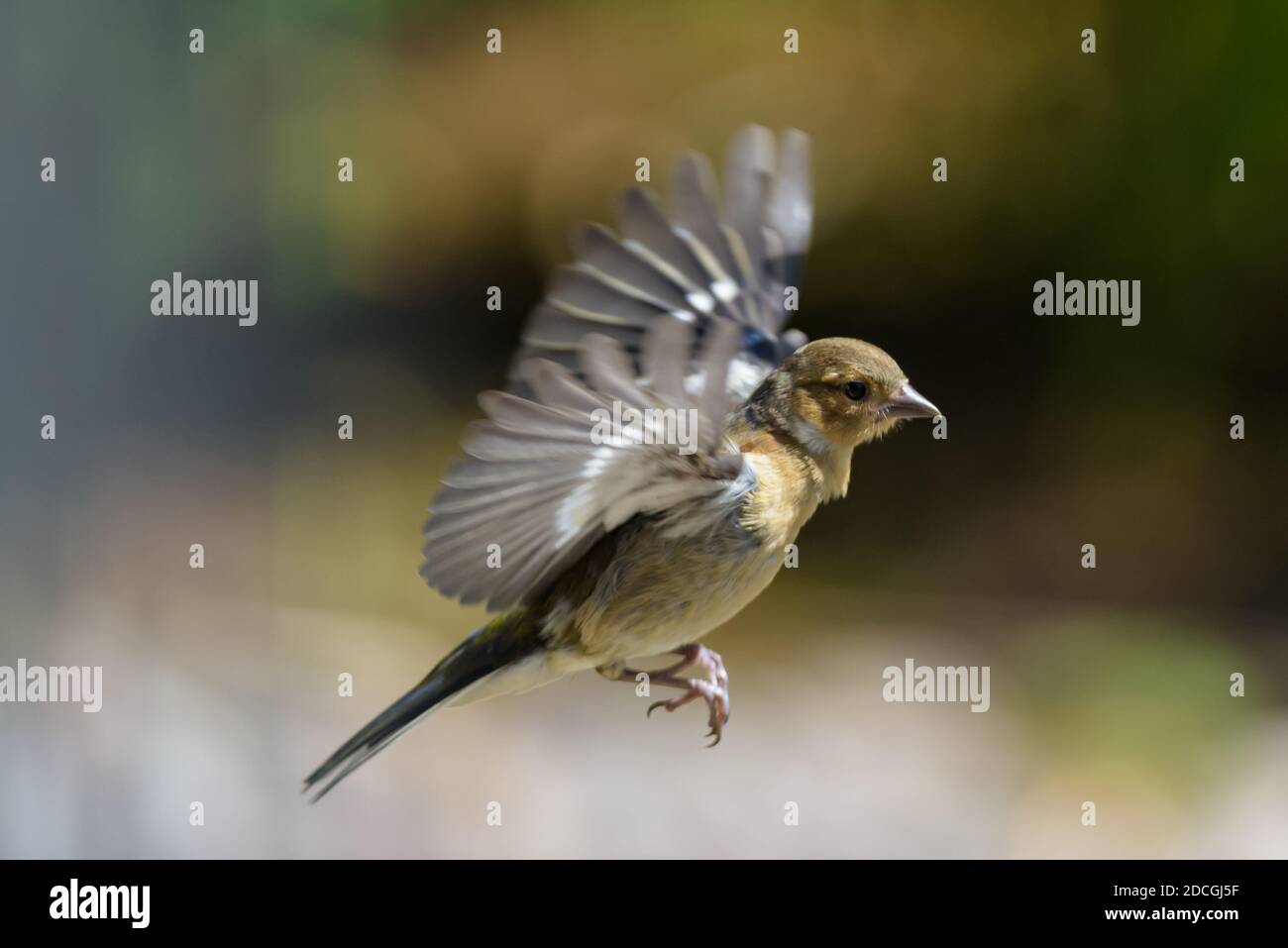 Female Chaffinch in Flight Stock Photo - Alamy