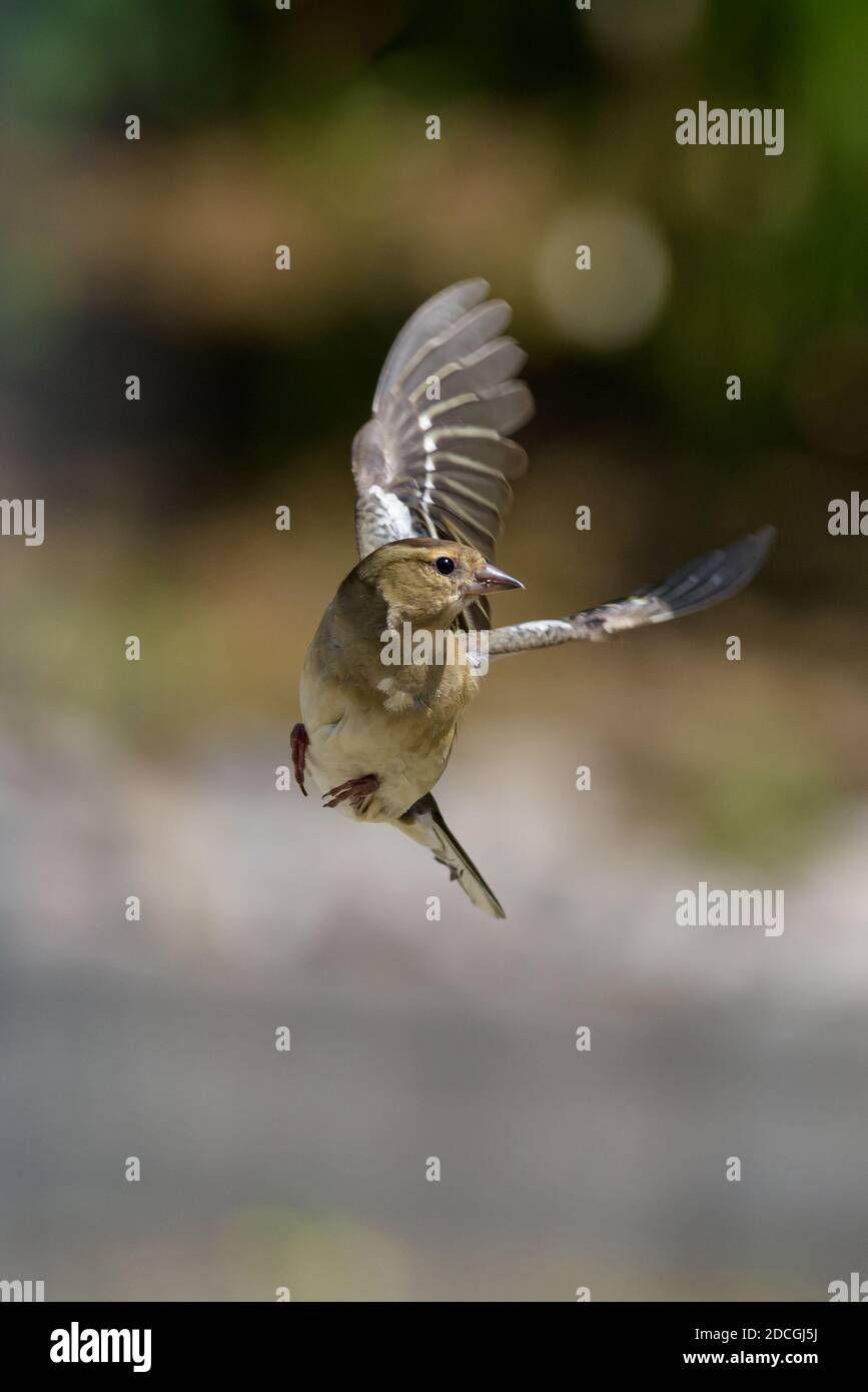 Chaffinch in flight hi-res stock photography and images - Alamy