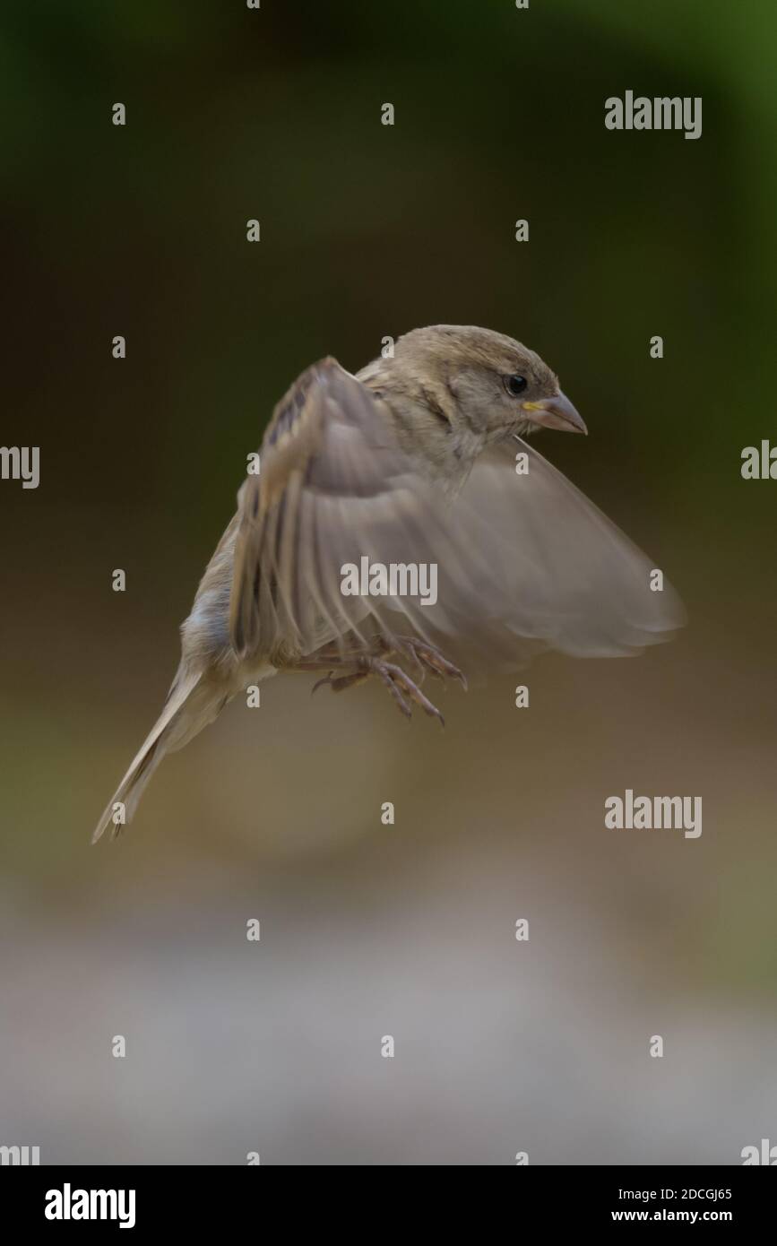 Fledgling sparrow hi-res stock photography and images - Alamy