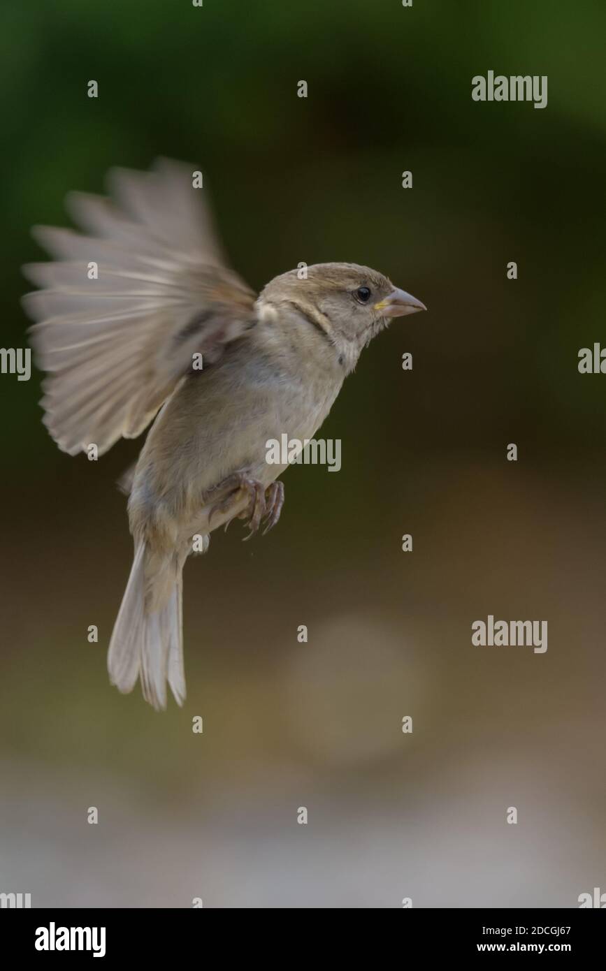 Fledgling sparrow hi-res stock photography and images - Alamy