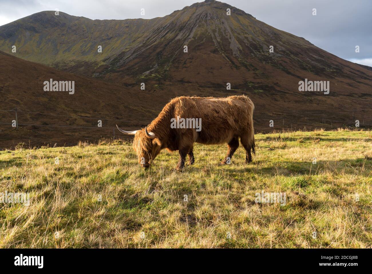 Highland Coo in Sunlight with Cuillin Hills in Background Stock Photo ...