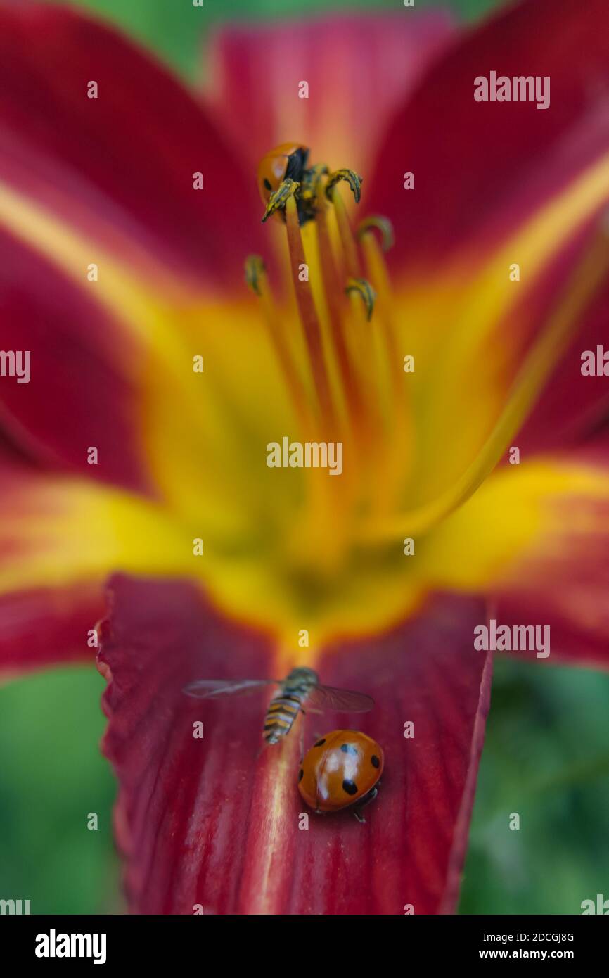 Ladybird and Hover Fly Side By Side on red & Yellow Day Lily Stock ...