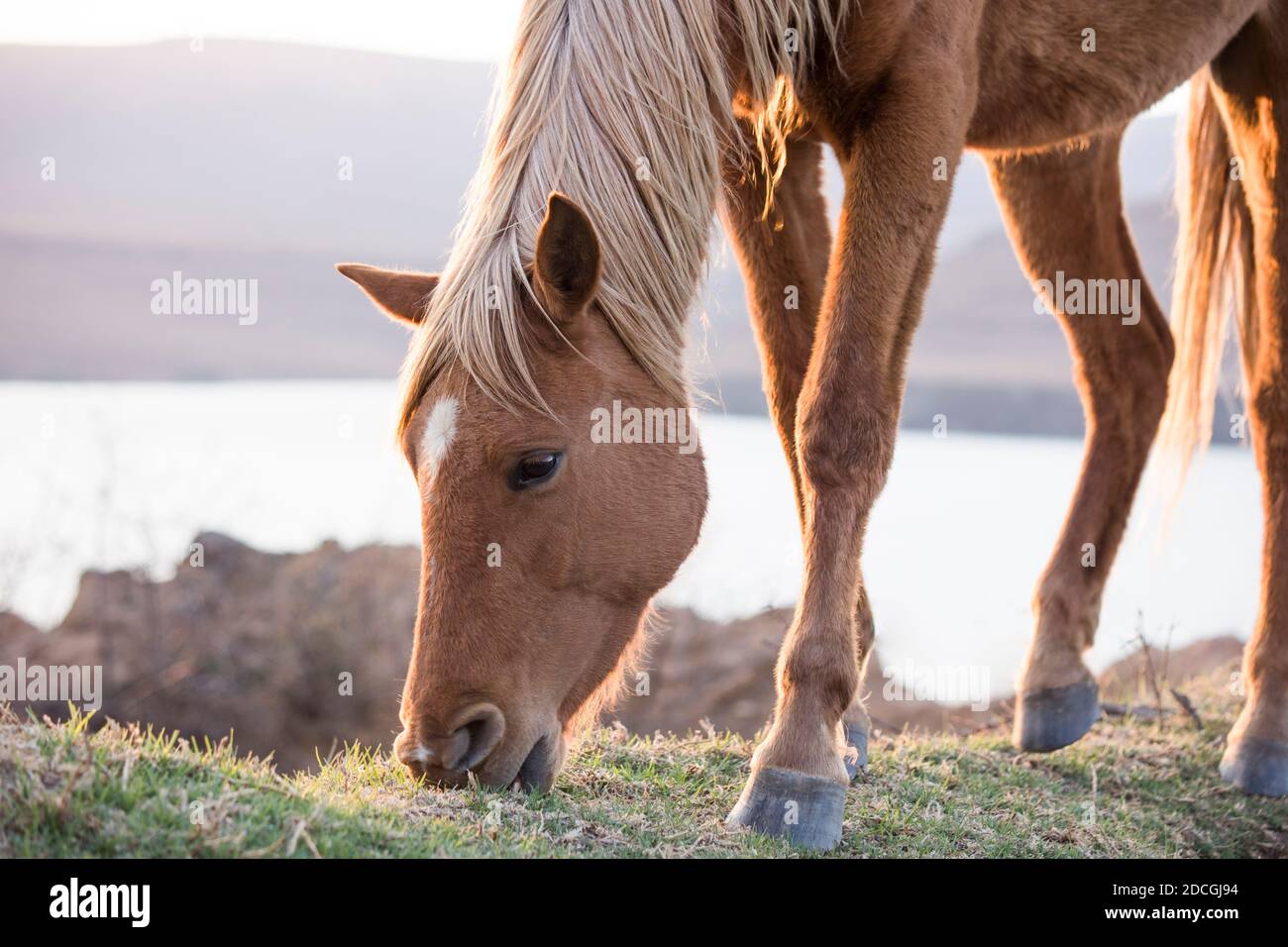 Relaxed horse hi-res stock photography and images - Alamy