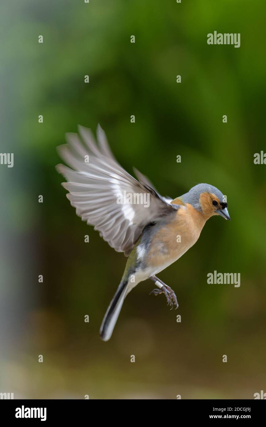 Chaffinch in flight with wings in hi-res stock photography and images ...