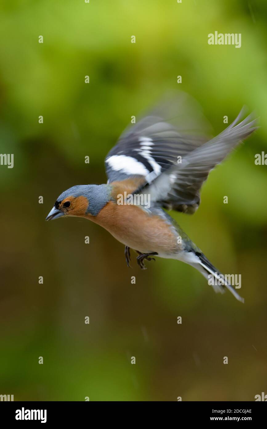 Male Chaffinch in Flight Side View Stock Photo - Alamy