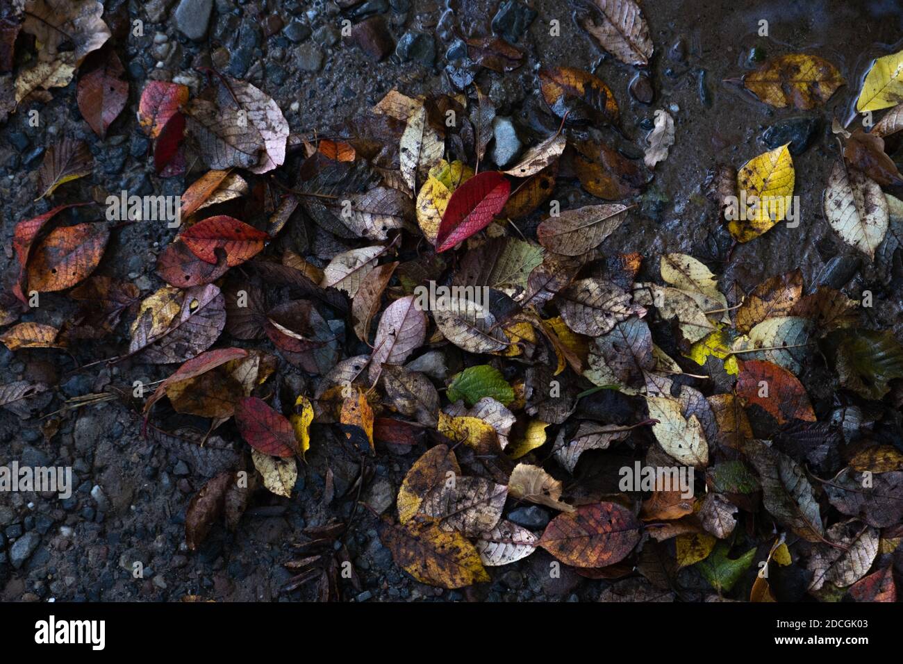 Colourful autumn leaves on ground in forest, wet black mud in autumn ...