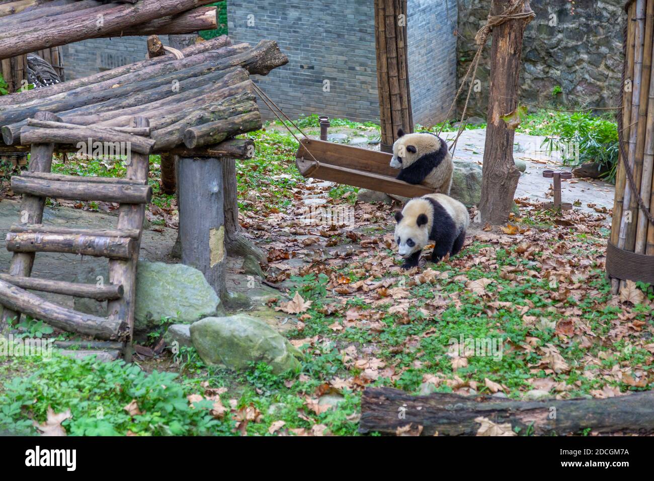 View of Giant Panda's in the Dujiangyan Panda Base Chengdu, Sichuan ...