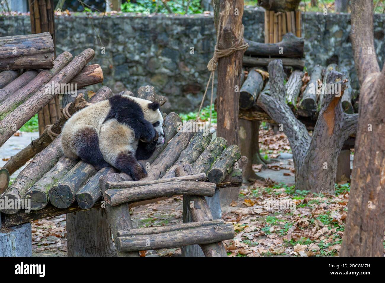 View of Giant Panda's in the Dujiangyan Panda Base Chengdu, Sichuan ...