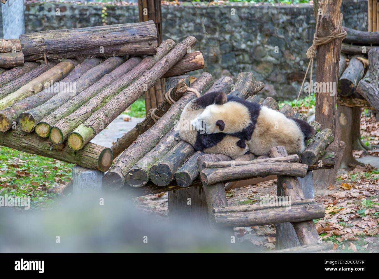 View of Giant Panda's in the Dujiangyan Panda Base Chengdu, Sichuan ...