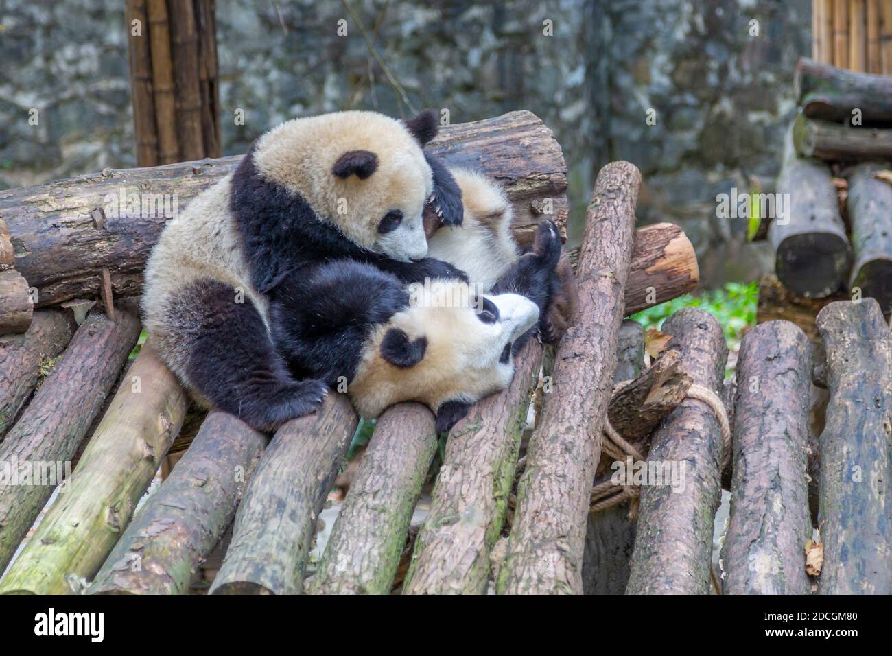 View of Giant Panda's in the Dujiangyan Panda Base Chengdu, Sichuan ...
