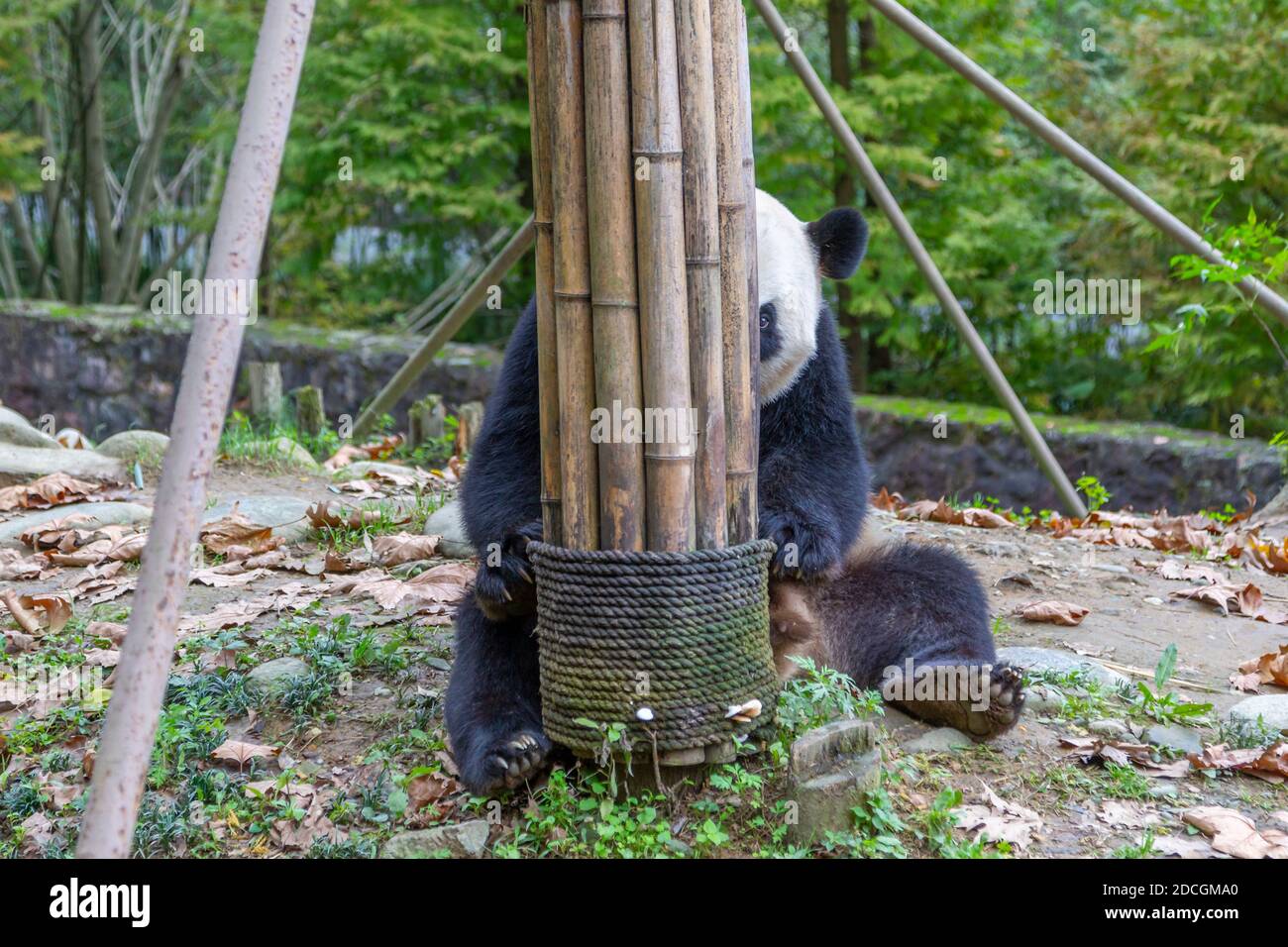 View of Giant Panda in the Dujiangyan Panda Base Chengdu, Sichuan ...