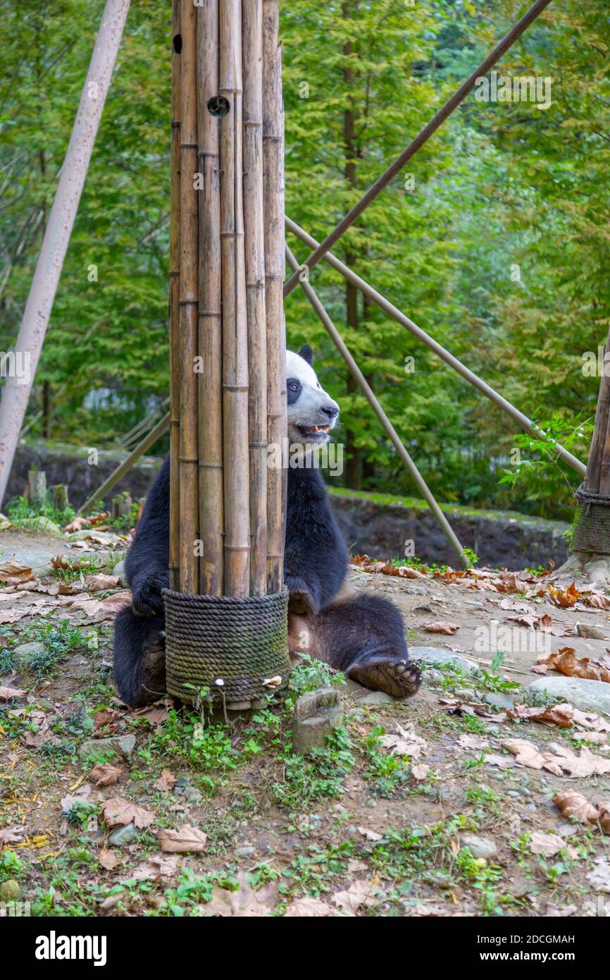 View of Giant Panda in the Dujiangyan Panda Base Chengdu, Sichuan ...