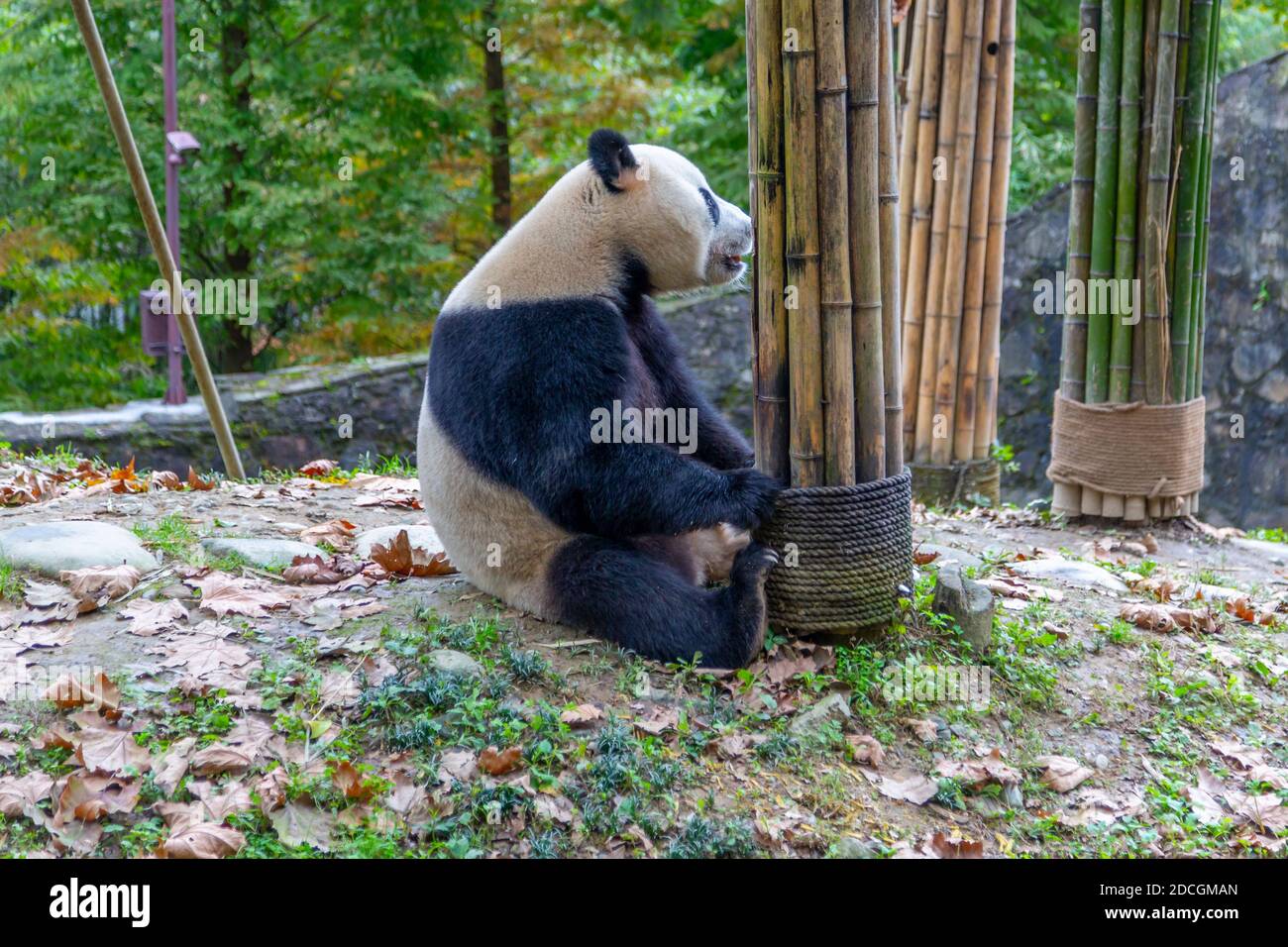 View of Giant Panda in the Dujiangyan Panda Base Chengdu, Sichuan ...
