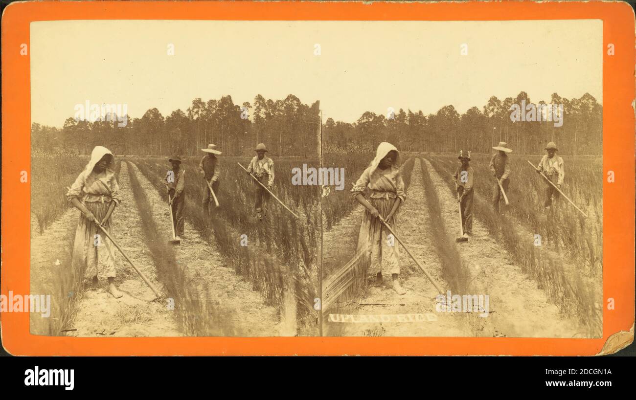 Upland rice hi-res stock photography and images - Alamy