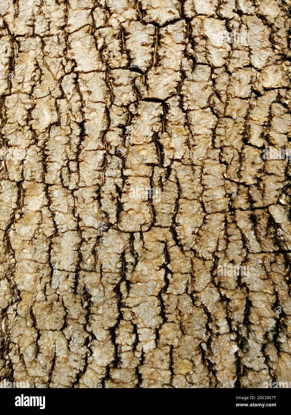 Base bark tree close up hi-res stock photography and images - Alamy