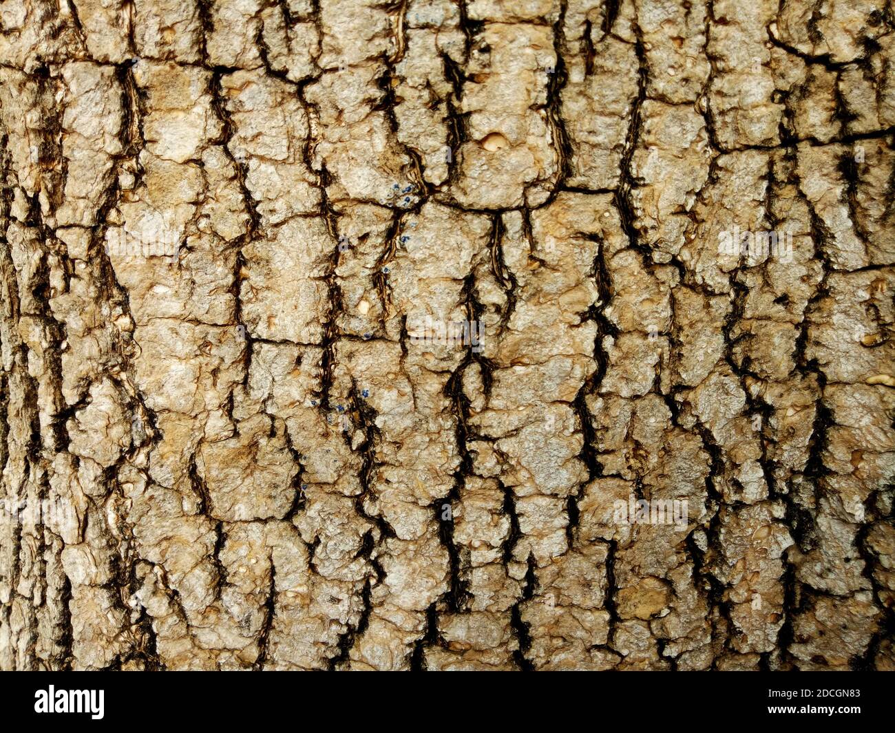 Tree natural bark texture hi-res stock photography and images - Alamy
